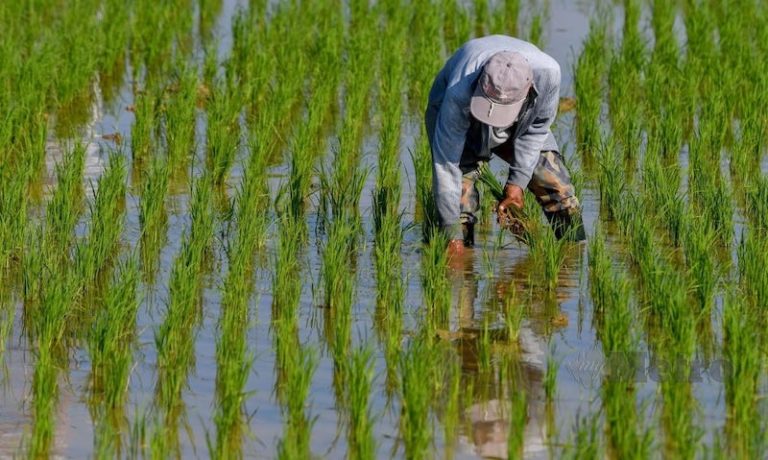 Harga Padi Jatuh RM600 Satu Tan, Pesawah Tuntut Harga Lantai Lebih Adil
