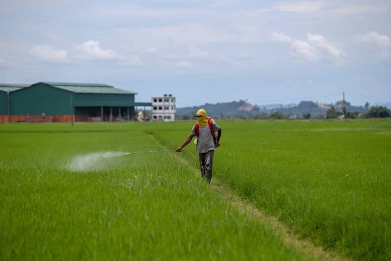 Harga Padi Jatuh RM600 Satu Tan, Pesawah Tuntut Harga Lantai Lebih Adil