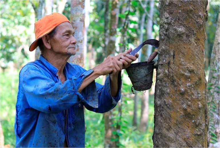 Pengeluaran Getah Asli Malaysia Meningkat 0.6 Peratus Pada Oktober 2023